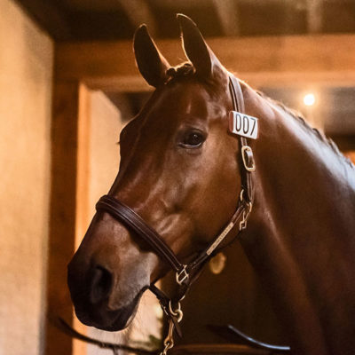 Kettner Snap Bridle Number - The Centre Line -Eventing & Dressage Bridles!